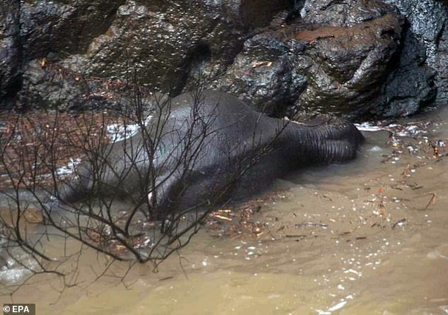 Five elephants dead while trying to save baby elephant in Thailand ...